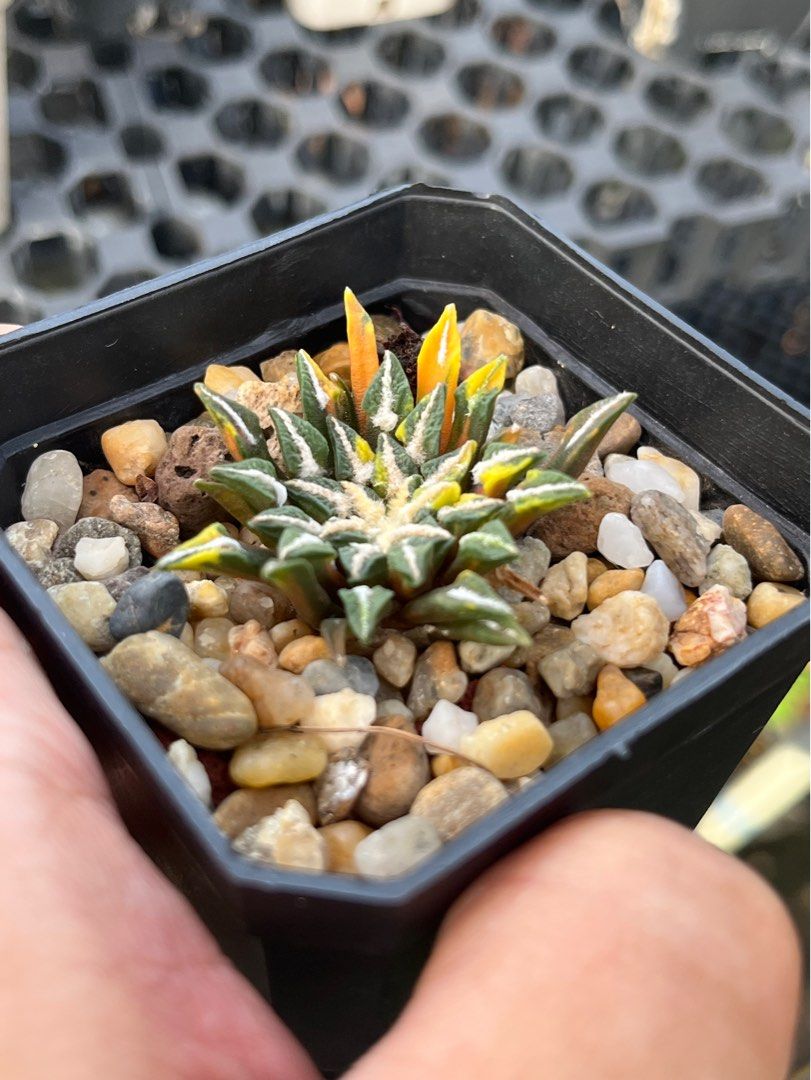 ariocarpus kotschoubeyanus variegated, Furniture & Home Living ...
