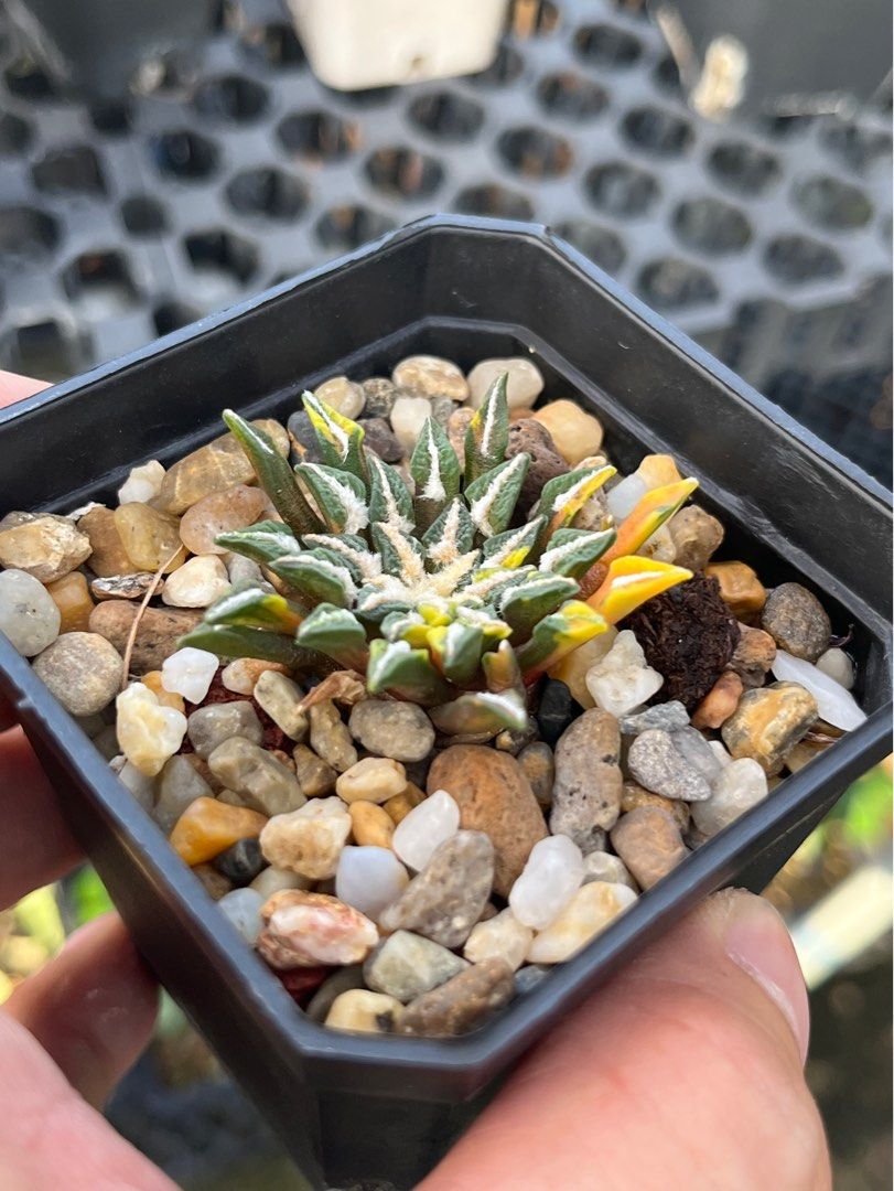 ariocarpus kotschoubeyanus variegated, Furniture & Home Living ...