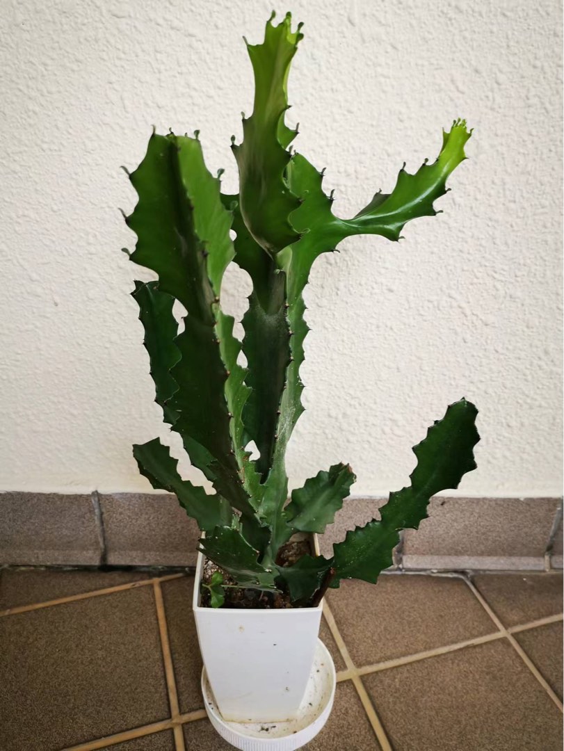 Euphorbia lactea / candelabra cactus plant, Furniture & Home Living ...