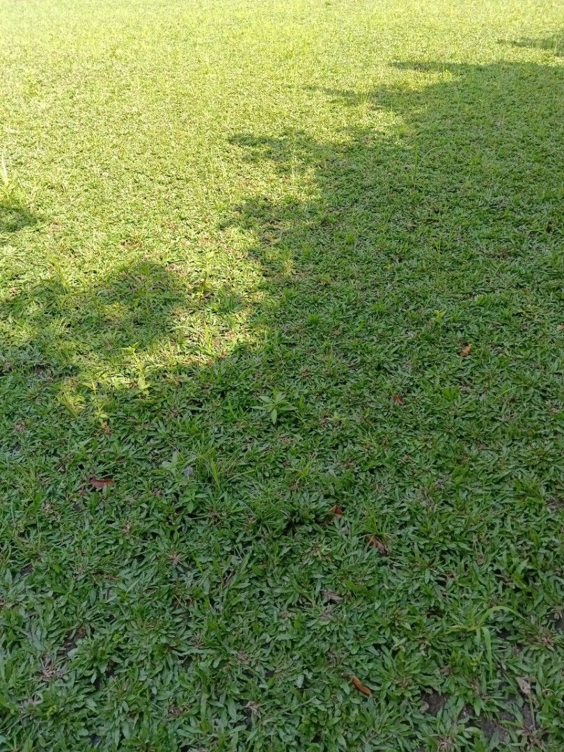 Frog Grass Carabao Grass Blue Grass Available, Furniture & Home Living ...