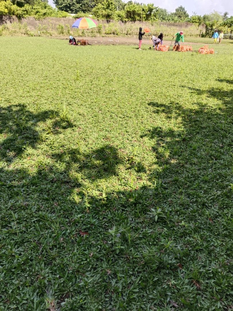 Frog Grass Carabao Grass Blue Grass Available Furniture And Home Living Gardening Plants