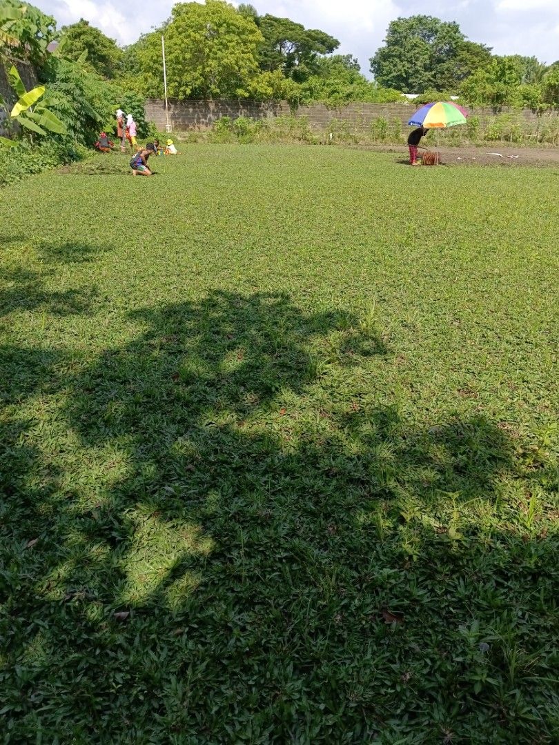 Frog Grass Carabao Grass Blue Grass Available, Furniture & Home Living ...