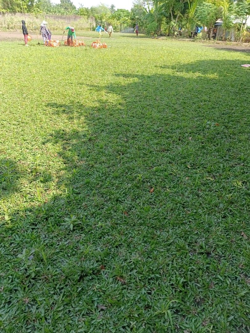Frog Grass Carabao Grass Blue Grass Available Furniture And Home Living Gardening Plants