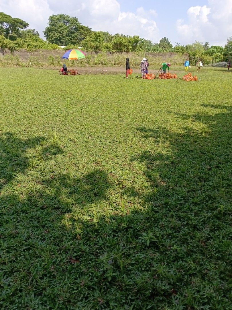 Frog Grass Carabao Grass Blue Grass Available Furniture And Home Living Gardening Plants
