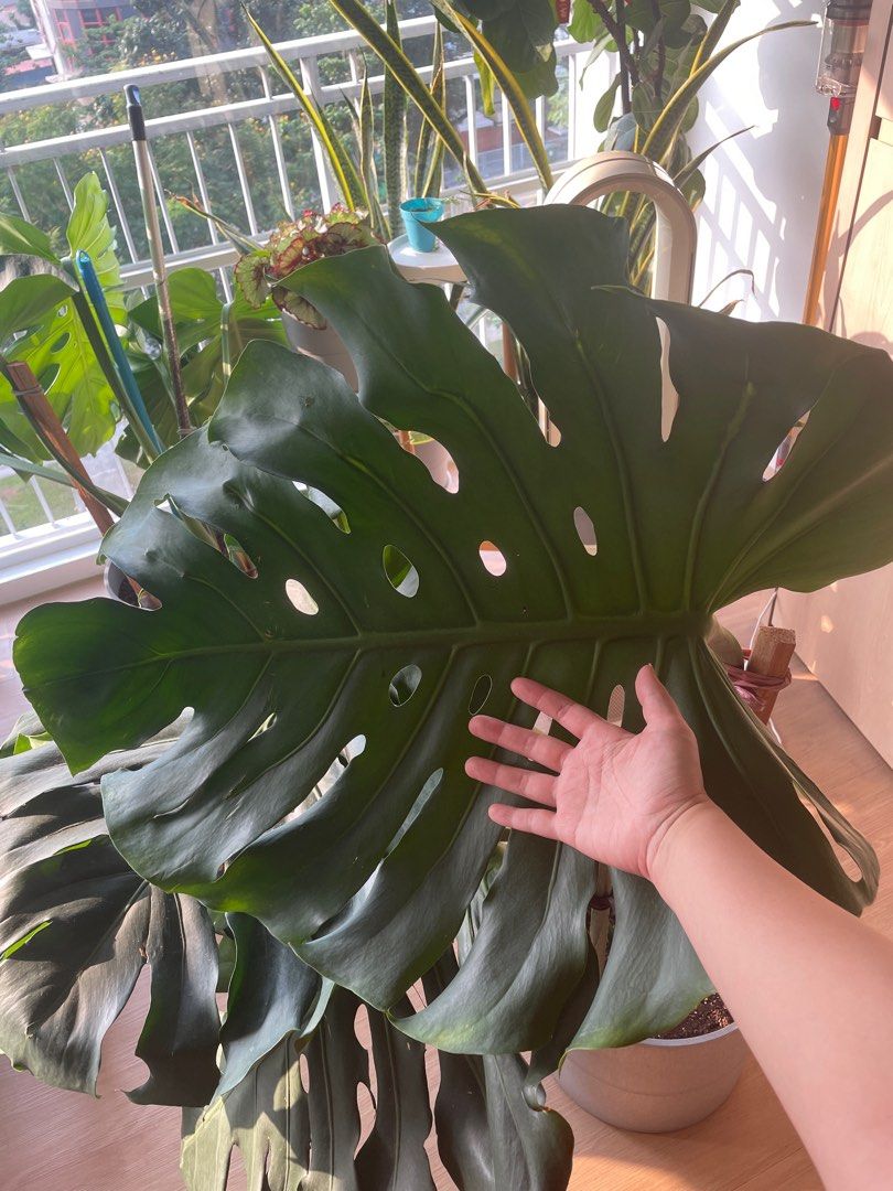 Giant Monstera Deliciosa, Furniture & Home Living, Gardening, Plants ...