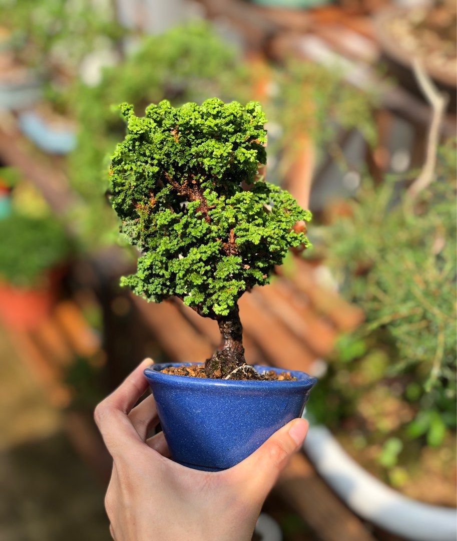 Japanese Sekka Hinoki Bonsai 日本石化桧, Furniture & Home Living, Gardening, Plants & Seeds on Carousell