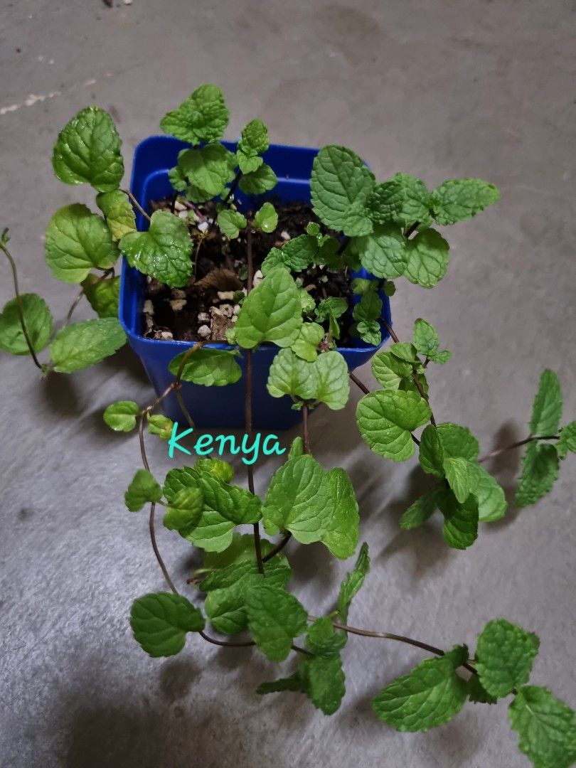 Kenya mint, Furniture & Home Living, Gardening, Plants & Seeds on Carousell