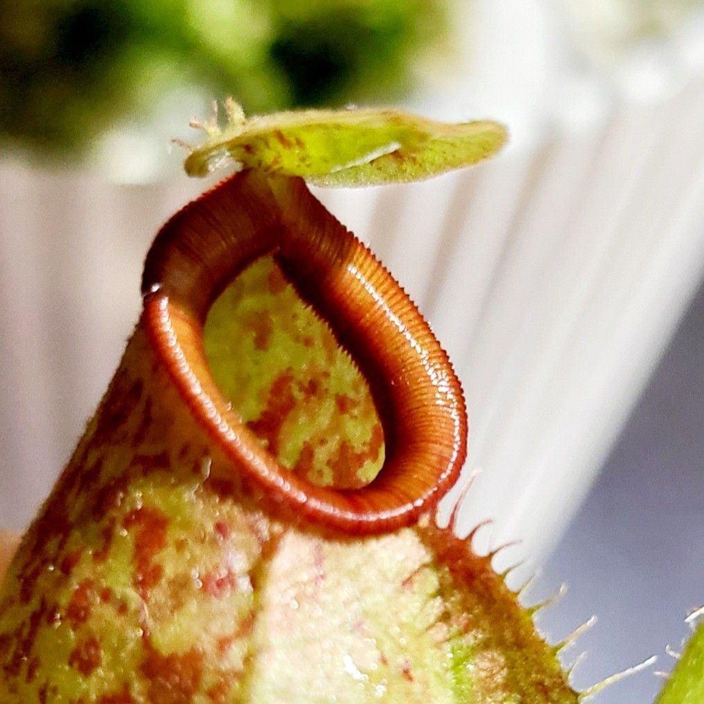Nepenthes Mirabilis Winged Complex Hybrid (XXL-size) Carnivorous ...