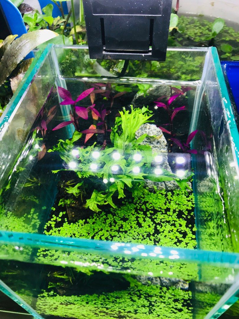 Planted fish tank set, Pet Supplies, Homes & Other Pet Accessories on ...