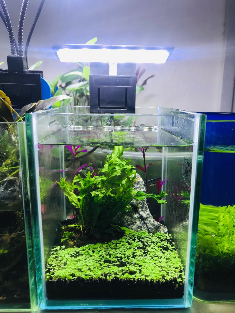 Planted fish tank set, Pet Supplies, Homes & Other Pet Accessories on ...