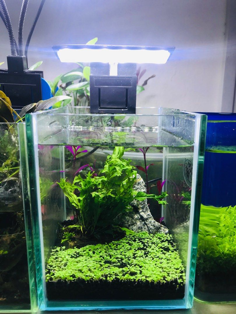 Planted fish tank set, Pet Supplies, Homes & Other Pet Accessories on ...