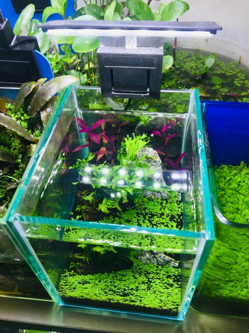 Planted fish tank set, Pet Supplies, Homes & Other Pet Accessories on ...