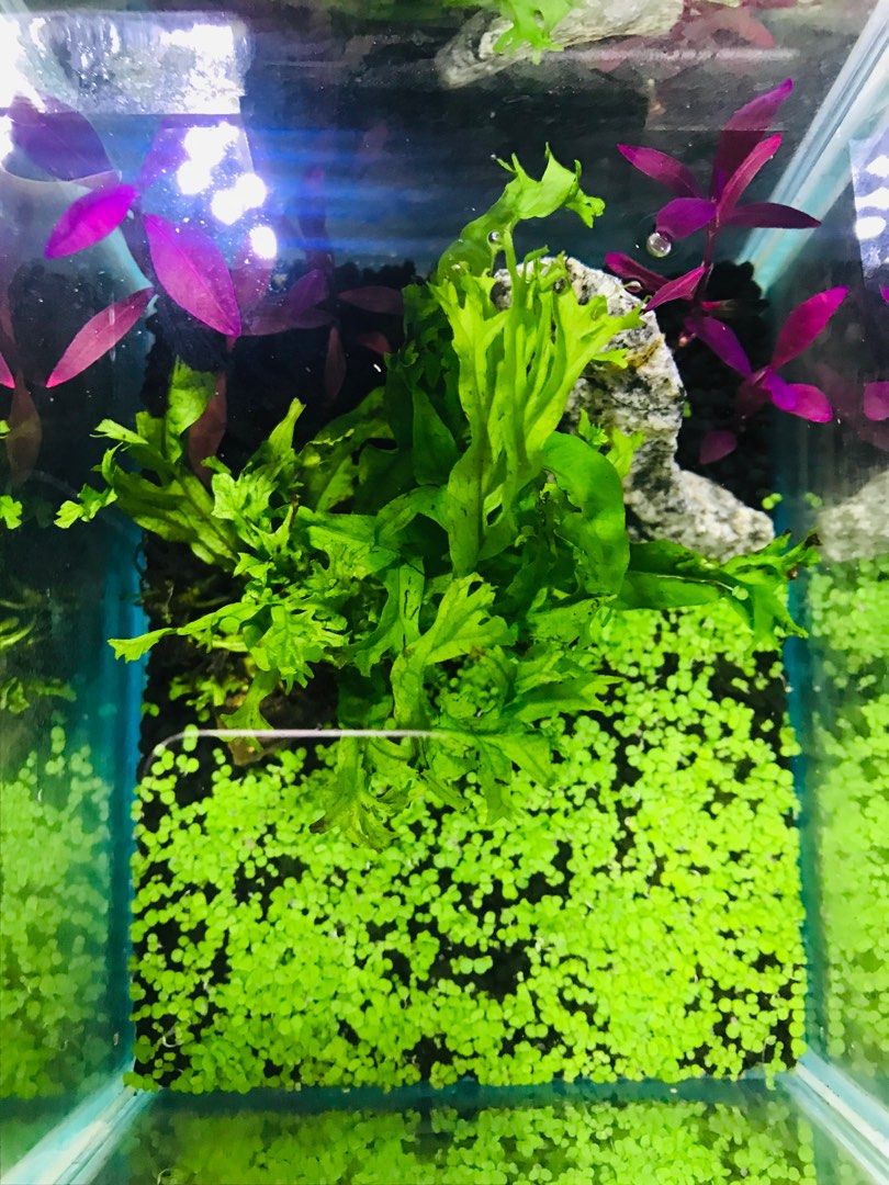 Planted fish tank set, Pet Supplies, Homes & Other Pet Accessories on ...