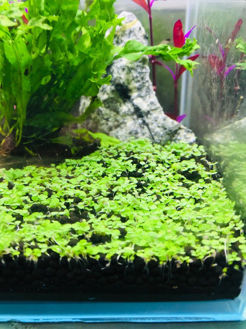 Planted fish tank set, Pet Supplies, Homes & Other Pet Accessories on ...