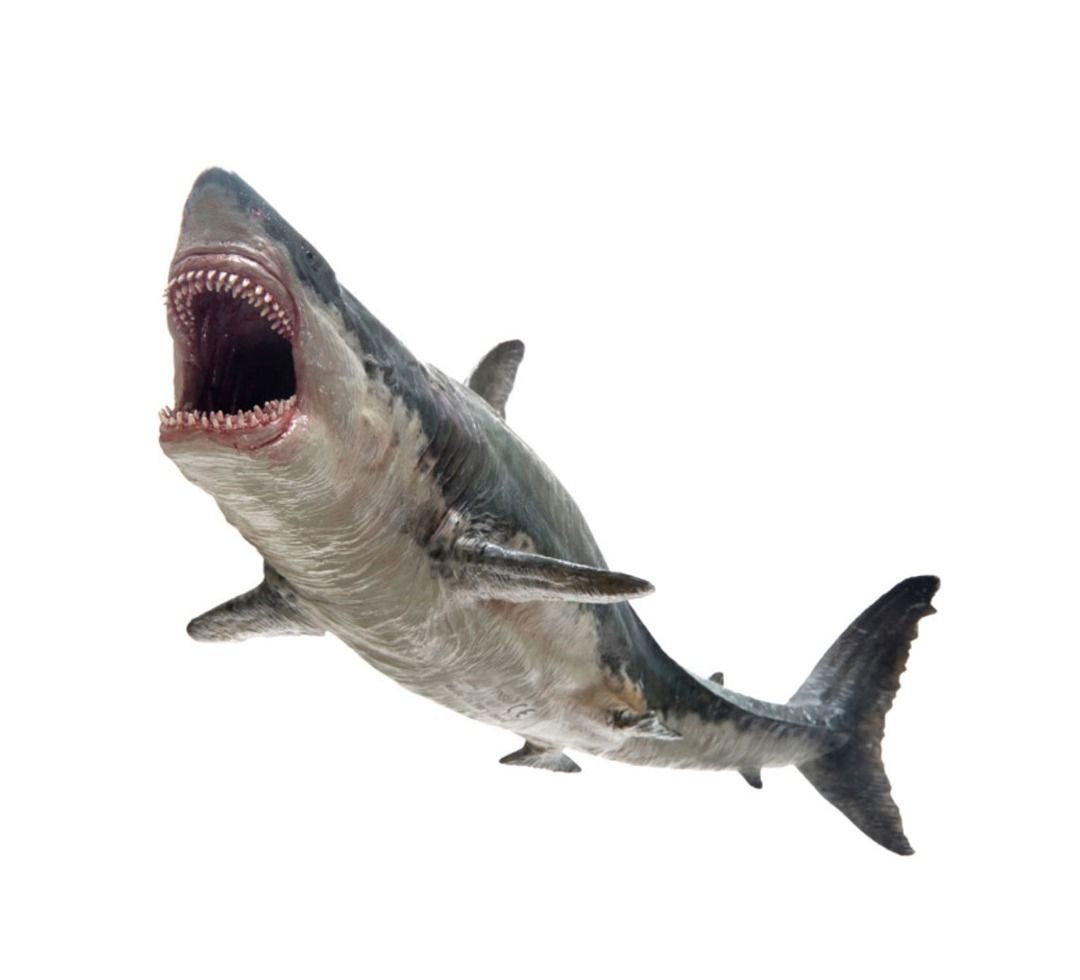 PNSO Collection Megalodon Prehistoric Shark Dinosaurs MEG Fish Model ...