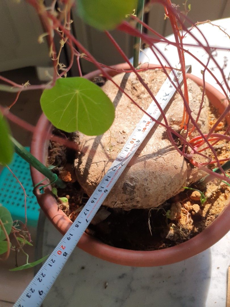 Rare Stephania Erecta Huge, Furniture & Home Living, Gardening, Plants ...