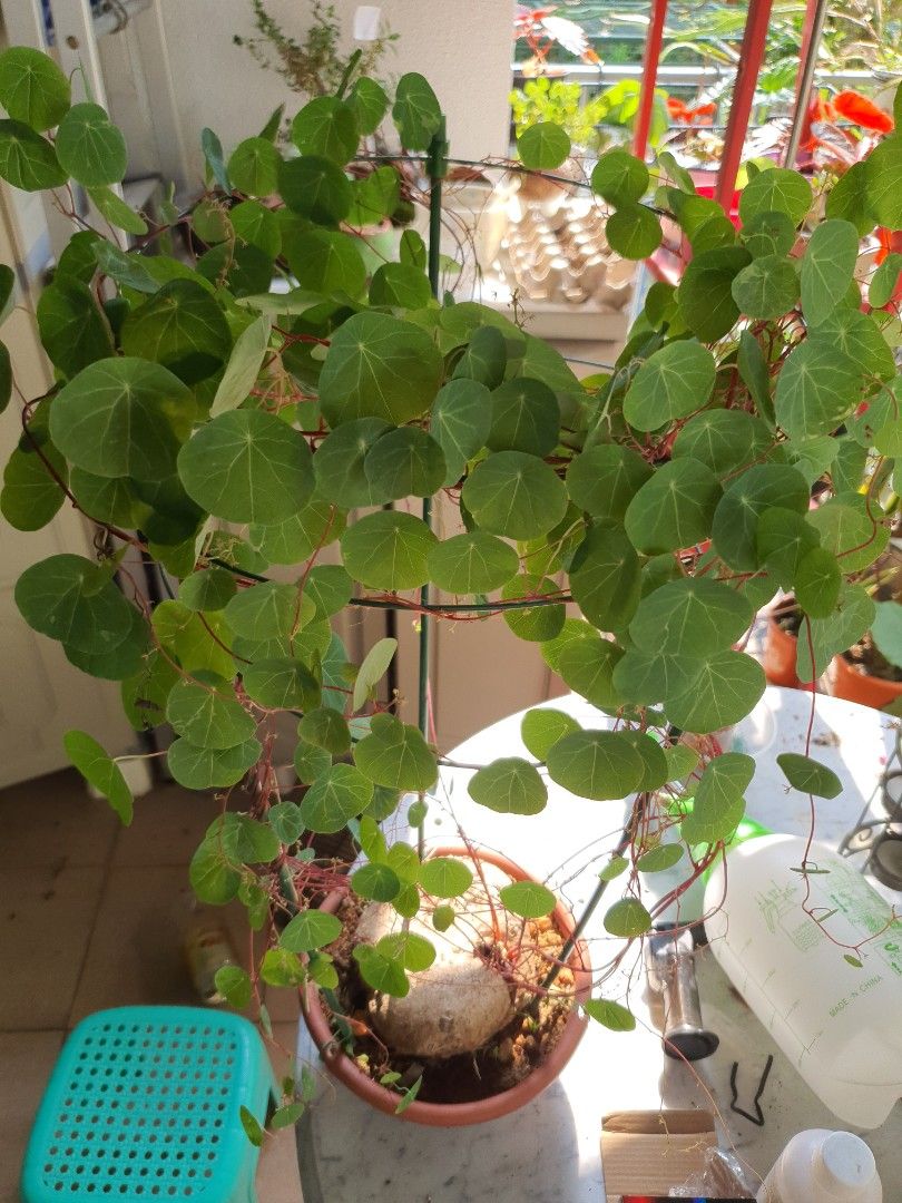 Rare Stephania Erecta Huge, Furniture & Home Living, Gardening, Plants ...