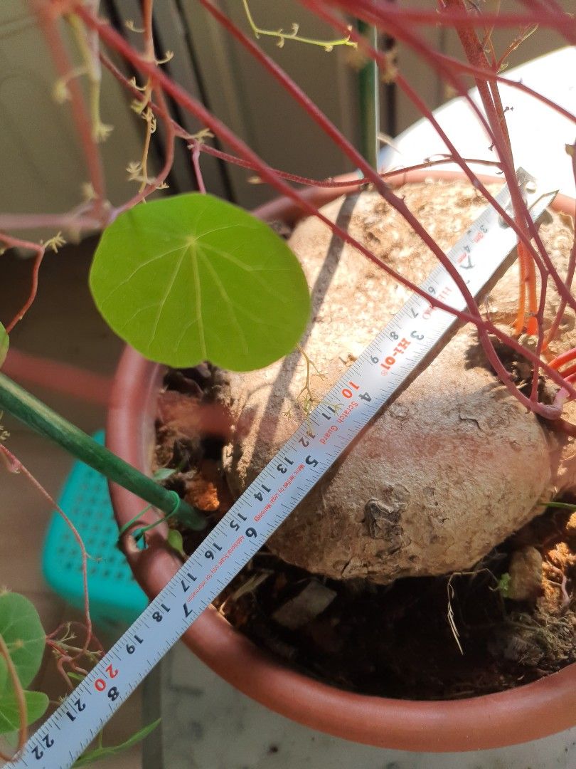 Rare Stephania Erecta Huge, Furniture & Home Living, Gardening, Plants ...