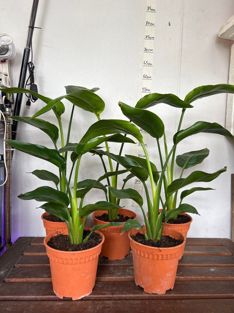 Bird Of Paradise/Strelitzia Reginae Aiton. $12 each, Furniture & Home ...