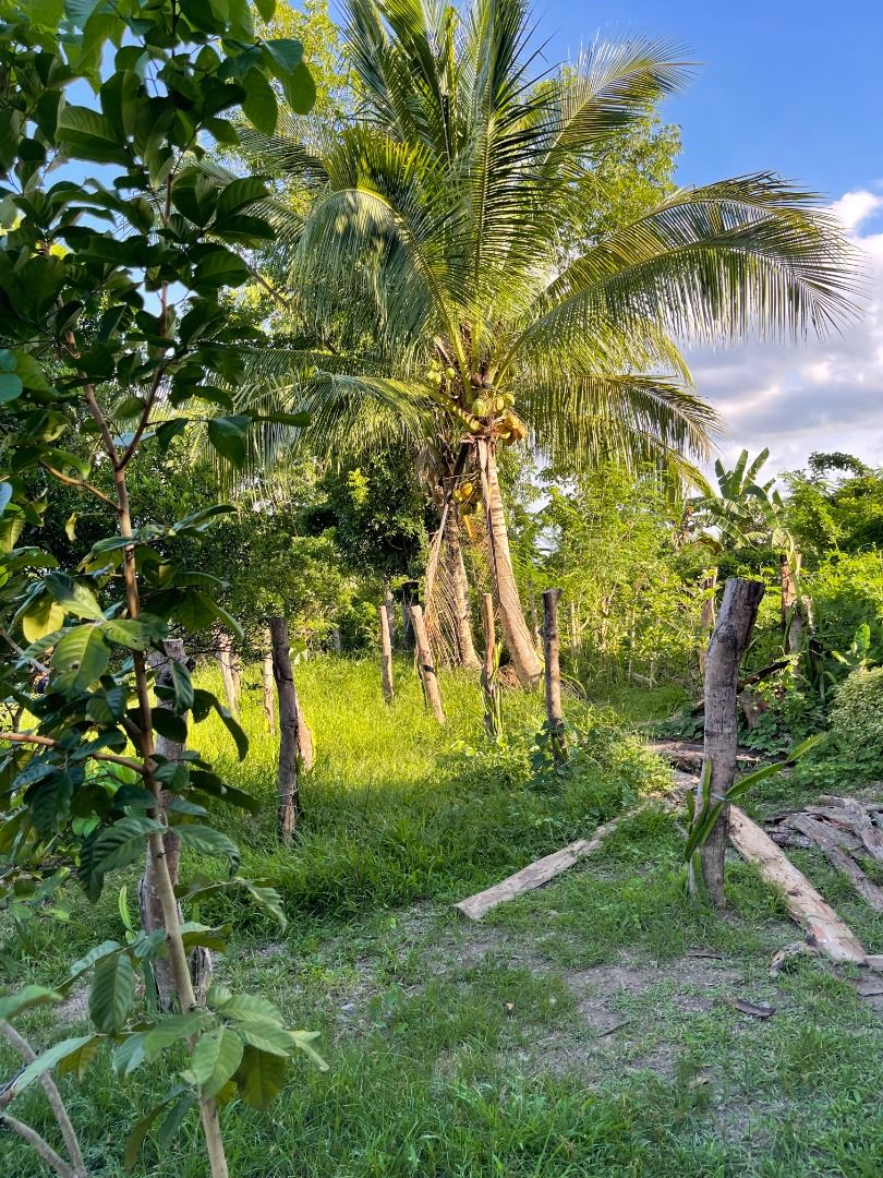 Farm Land with Vacation House and Bahay Kubo for Sale, Property, For ...