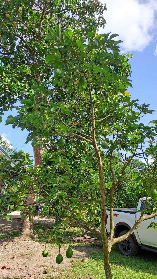 Farm Land with Vacation House and Bahay Kubo for Sale, Property, For ...