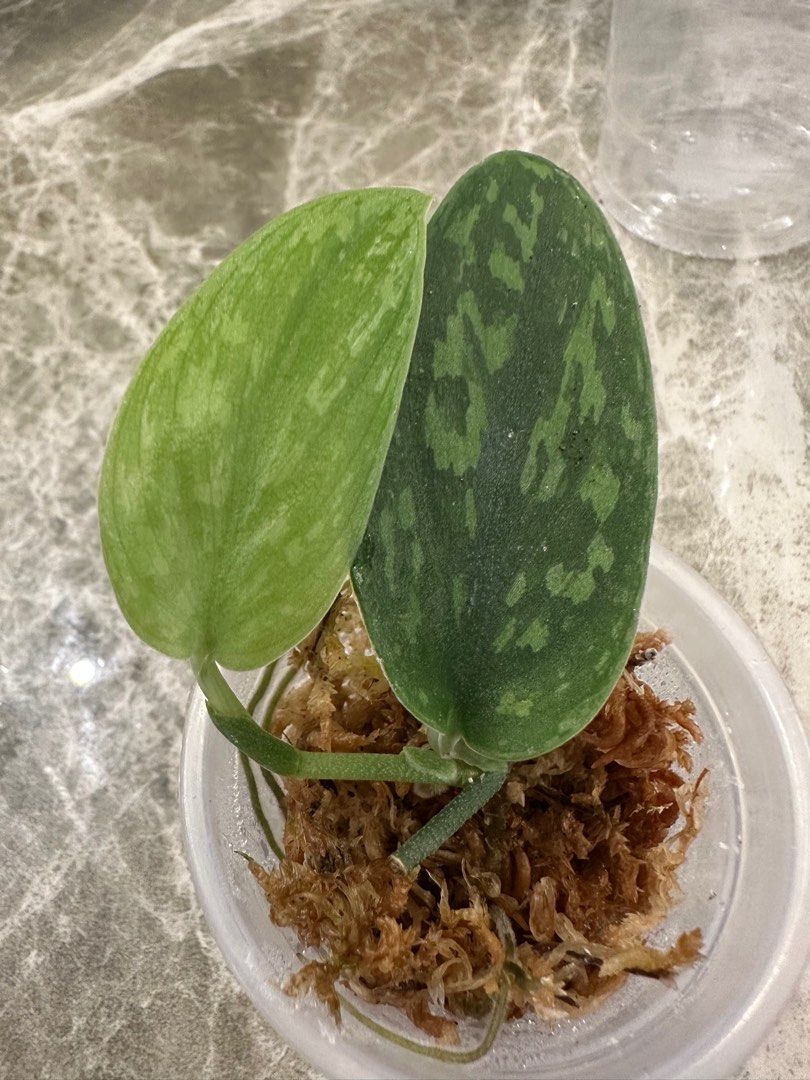 Scindapsus Green Army, Furniture & Home Living, Gardening, Plants ...