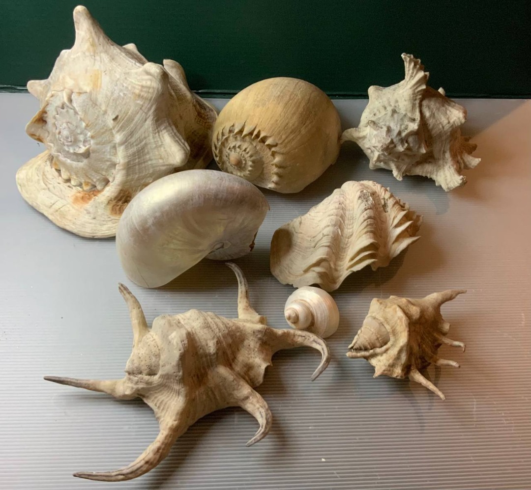 Aquarium Assorted Large Sea Shells, Pet Supplies, Homes & Other Pet ...