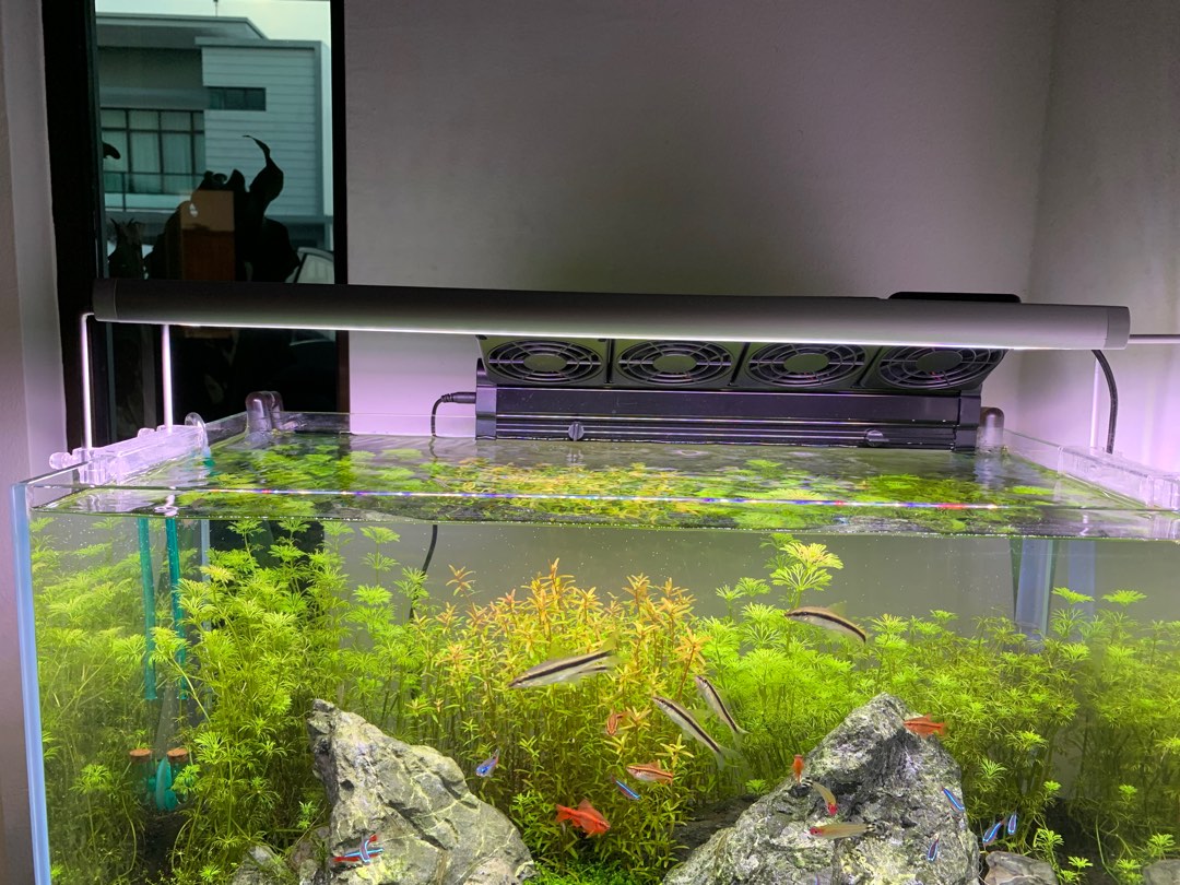 Aquascape Lighting Neo Helios Led Full Spectrum Slim 60-80cm, Pet ...