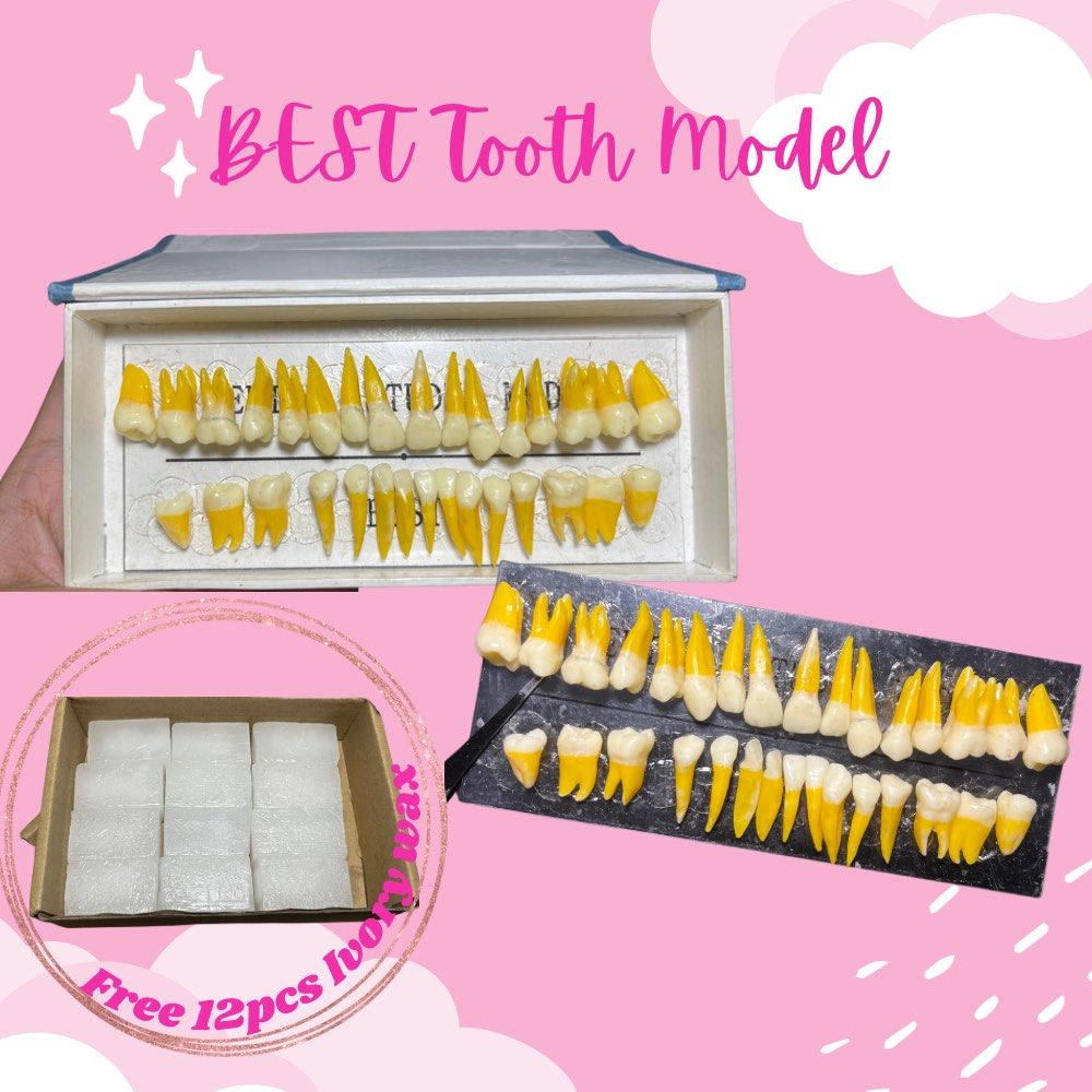 BEST Tooth Model for Oral Anatomy, Hobbies & Toys, Stationary & Craft ...