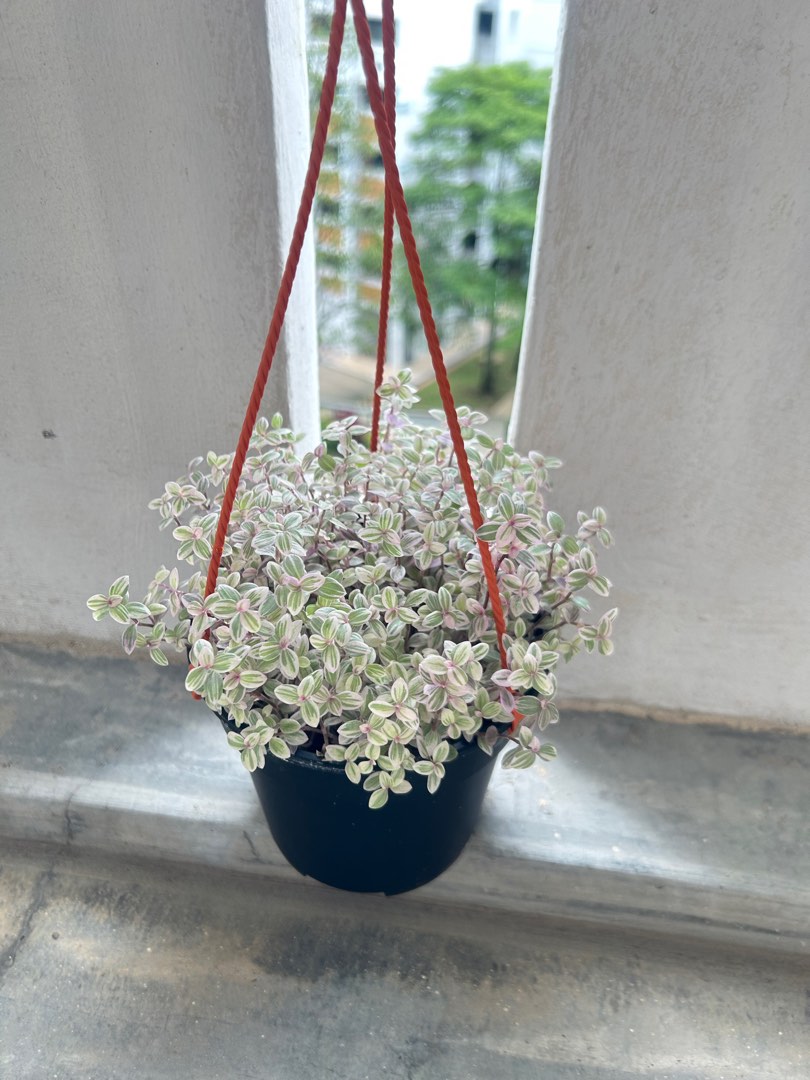 Callisia Repens (Pink Lady), Furniture & Home Living, Gardening, Plants ...