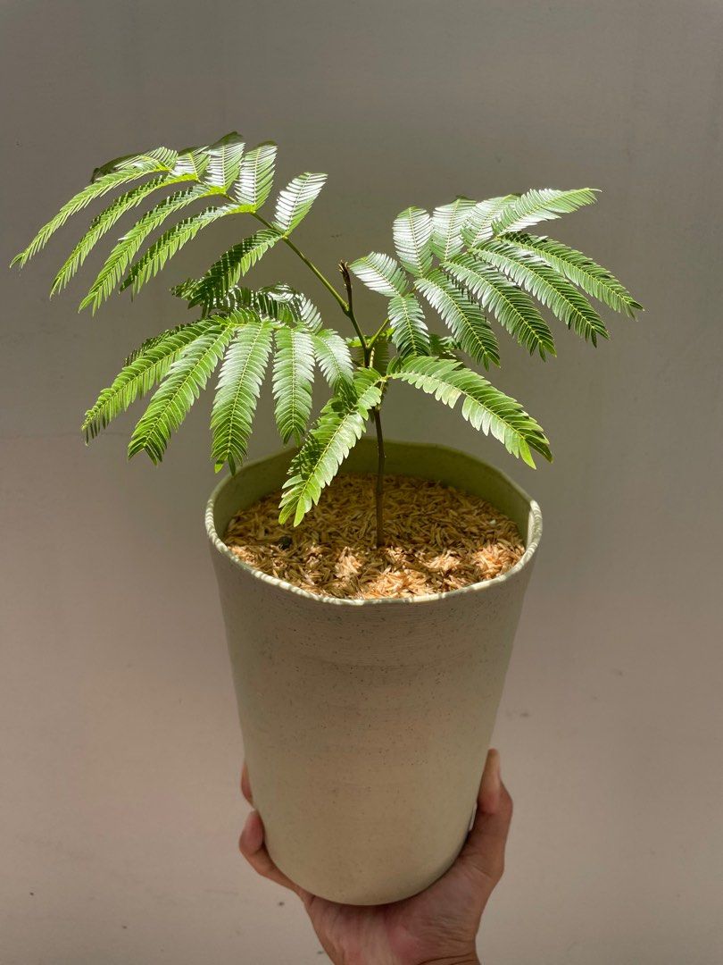 Japan Everfresh Plant / Pithecellobium Confertum / エバーフレッシュ, Furniture ...