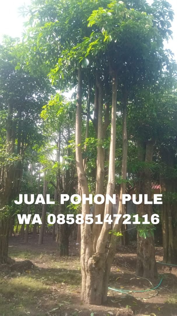 Jual pohon pule Surabaya lingkaran 50-60cm, Perkebunan di Carousell