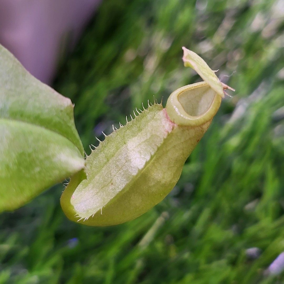 Nepenthes Mirabilis x N. Veitchii Pink Pitcher Plant Carnivorous Insect ...
