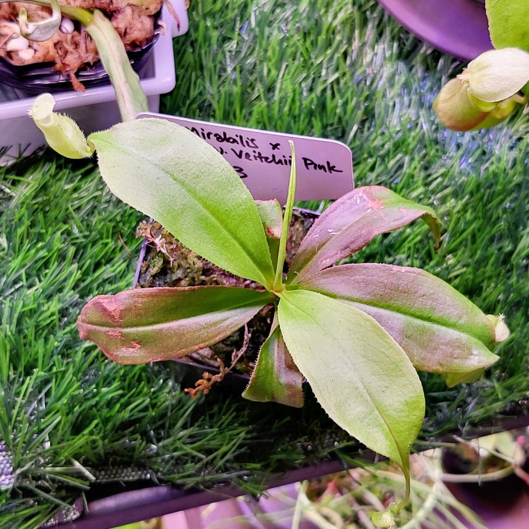 Nepenthes Mirabilis x N. Veitchii Pink Pitcher Plant Carnivorous Insect ...