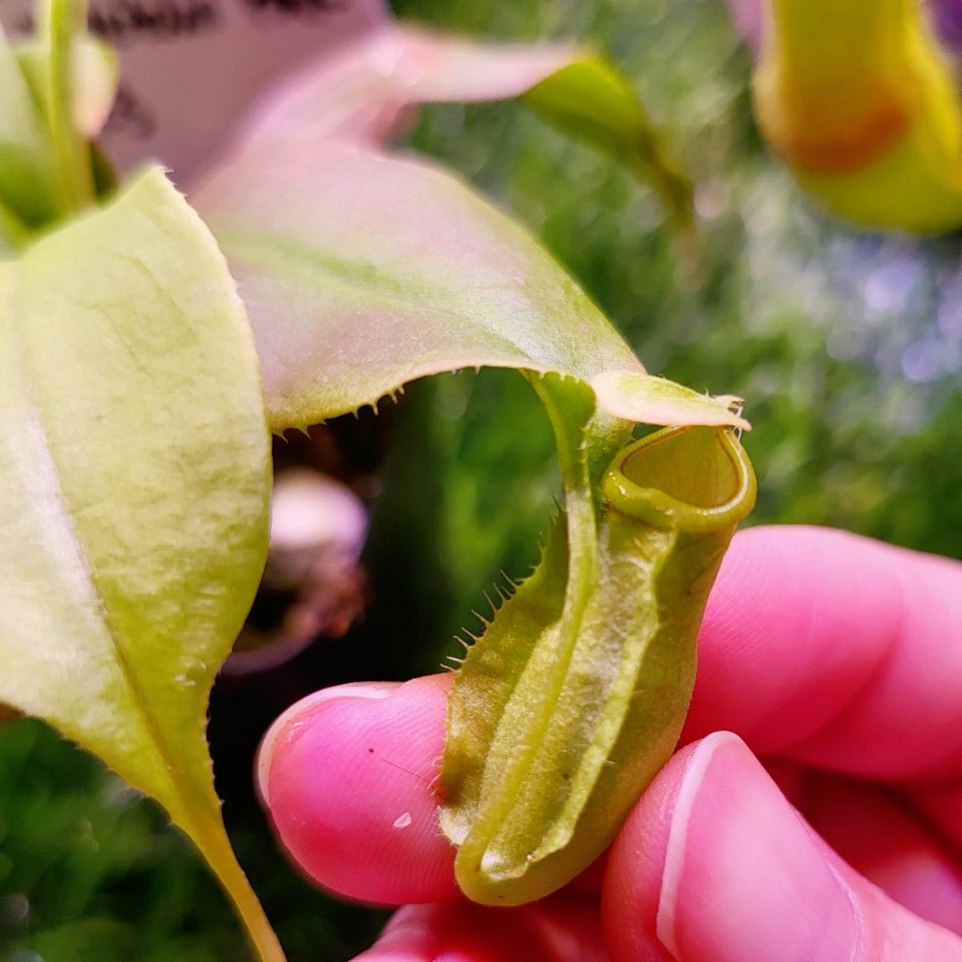 Nepenthes Mirabilis x N. Veitchii Pink Pitcher Plant Carnivorous Insect ...