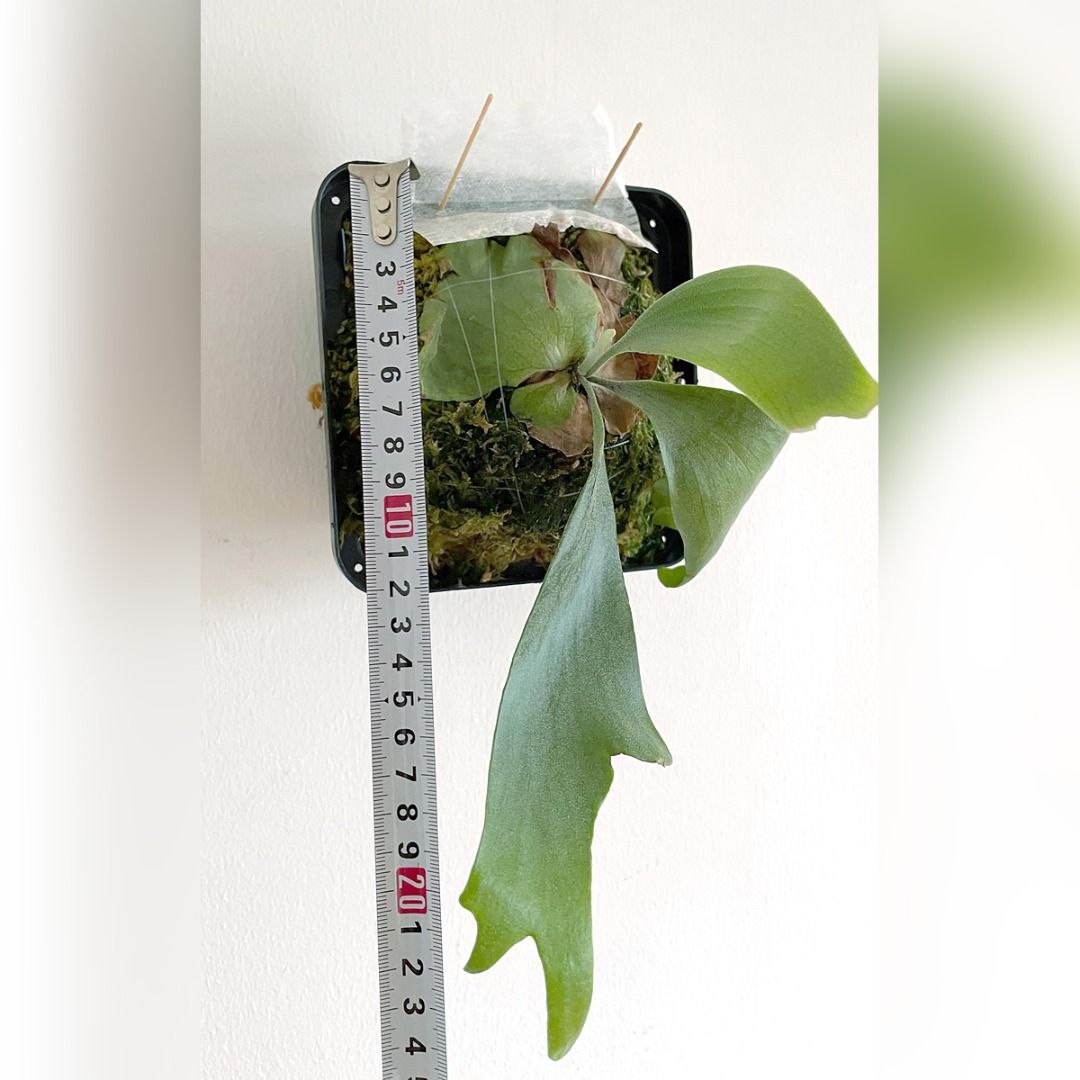 P. Willinckii cv. Dwarf Tatsuta sporeling Staghorn Fern Platycerium ...