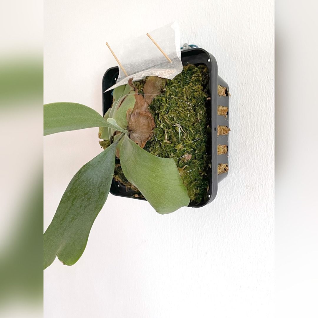 P. Willinckii cv. Dwarf Tatsuta sporeling Staghorn Fern Platycerium ...