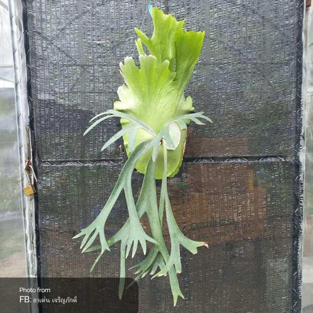 P. Willinckii cv. Dwarf Tatsuta sporeling Staghorn Fern Platycerium ...