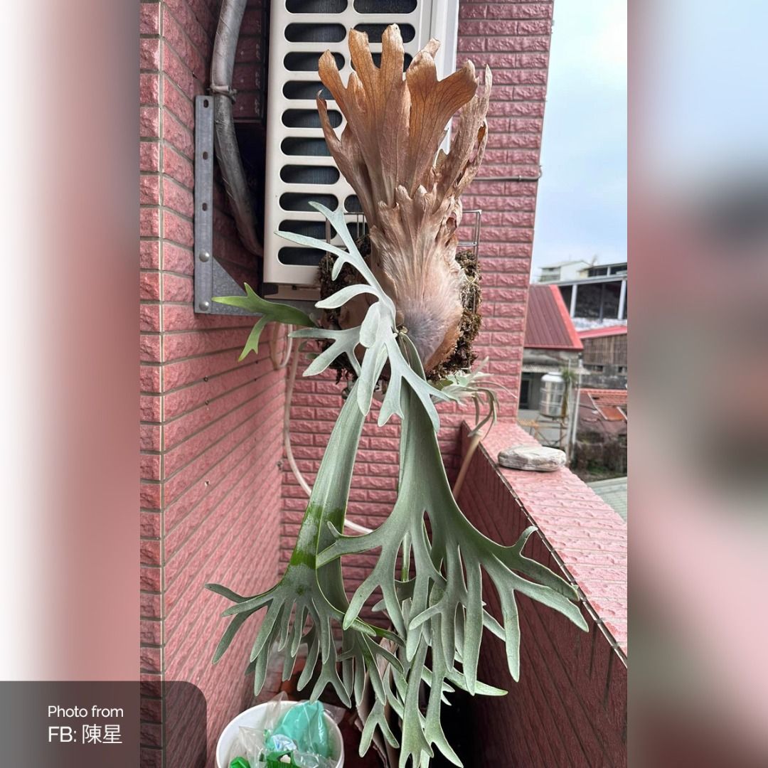 P. Willinckii cv. Dwarf Tatsuta sporeling Staghorn Fern Platycerium ...