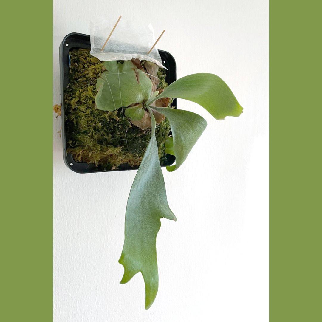 P. Willinckii cv. Dwarf Tatsuta sporeling Staghorn Fern Platycerium ...