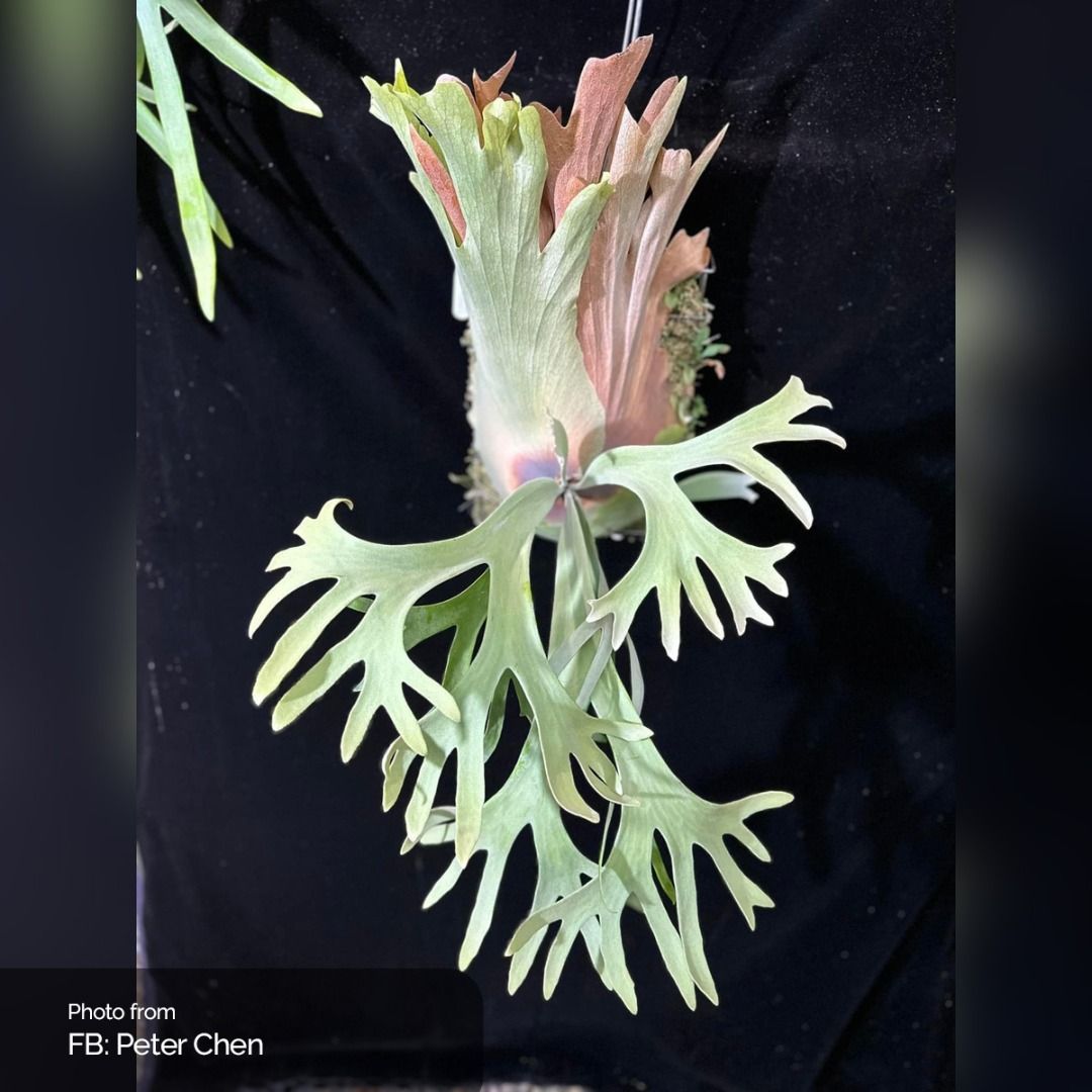P. Willinckii cv. Dwarf Tatsuta sporeling Staghorn Fern Platycerium ...
