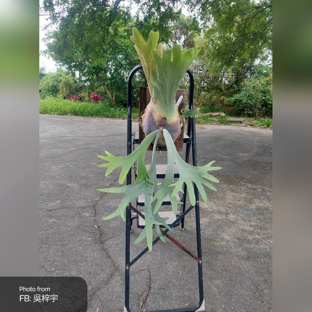 P. Willinckii cv. Dwarf Tatsuta sporeling Staghorn Fern Platycerium ...