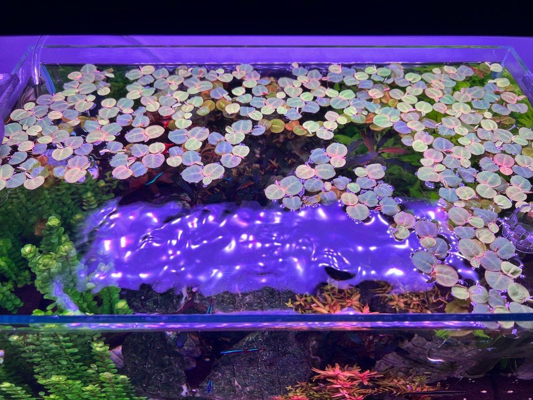 Red roots floater, Pet Supplies, Homes & Other Pet Accessories on Carousell