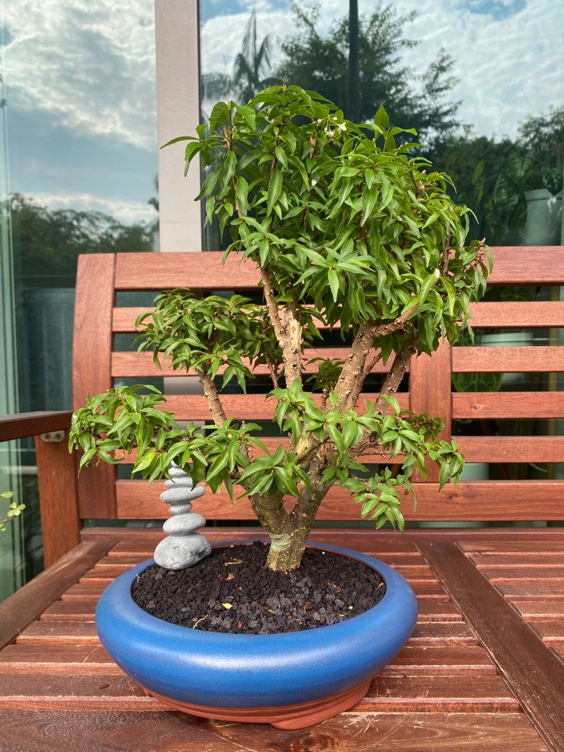 Shui mei shuimei bonsai Wrightia Religiosa small leaves water jasmine ...