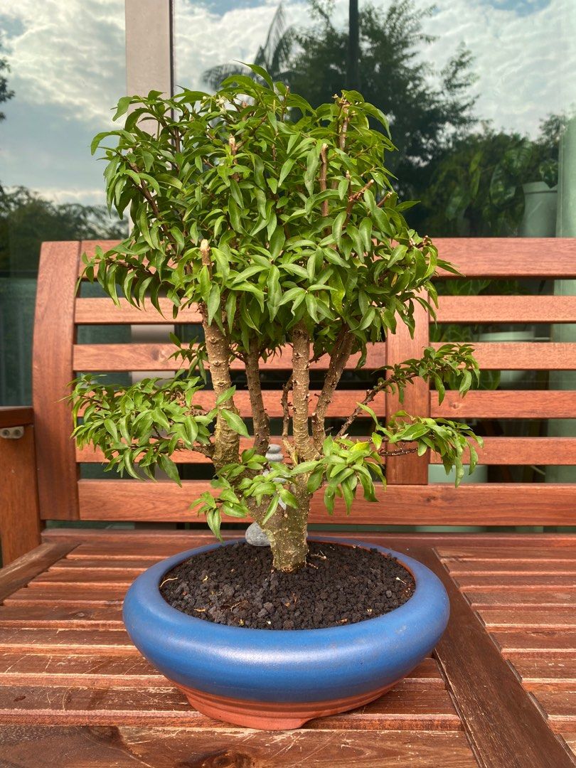 Shui mei shuimei bonsai Wrightia Religiosa small leaves water jasmine ...