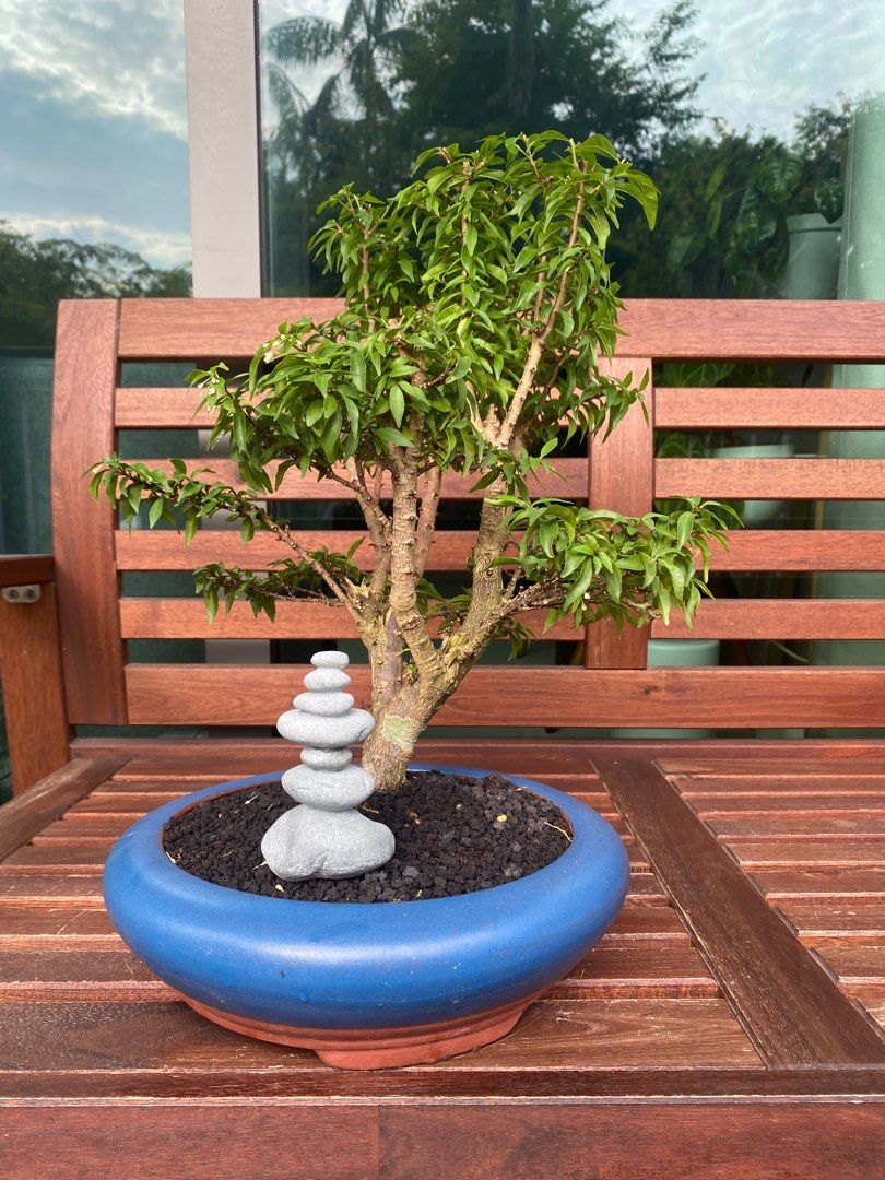 Shui mei shuimei bonsai Wrightia Religiosa small leaves water jasmine ...