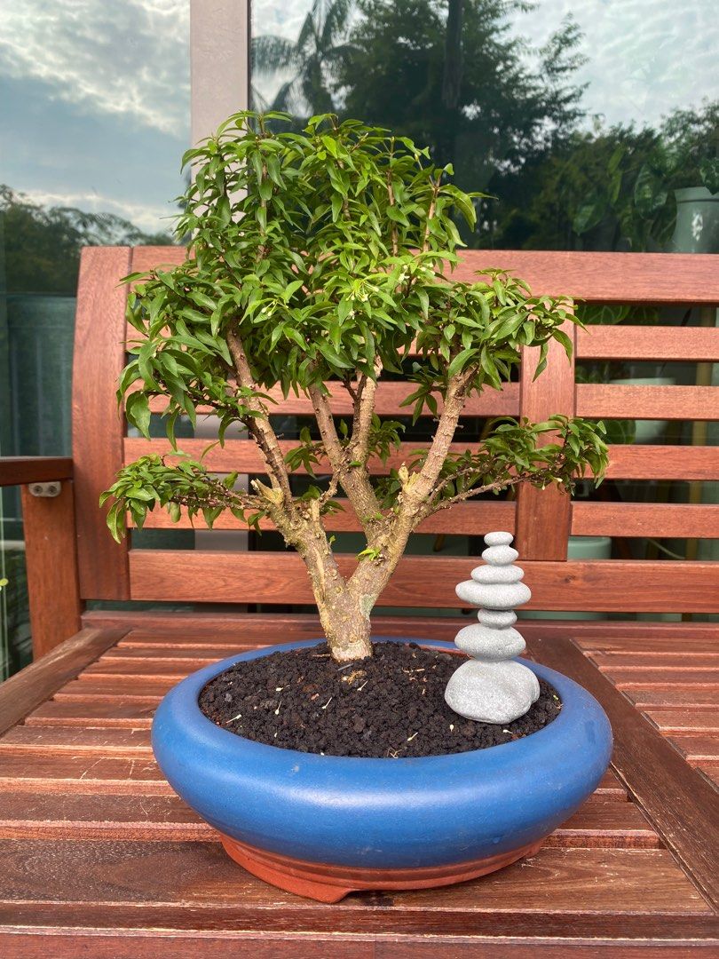 Shui mei shuimei bonsai Wrightia Religiosa small leaves water jasmine ...