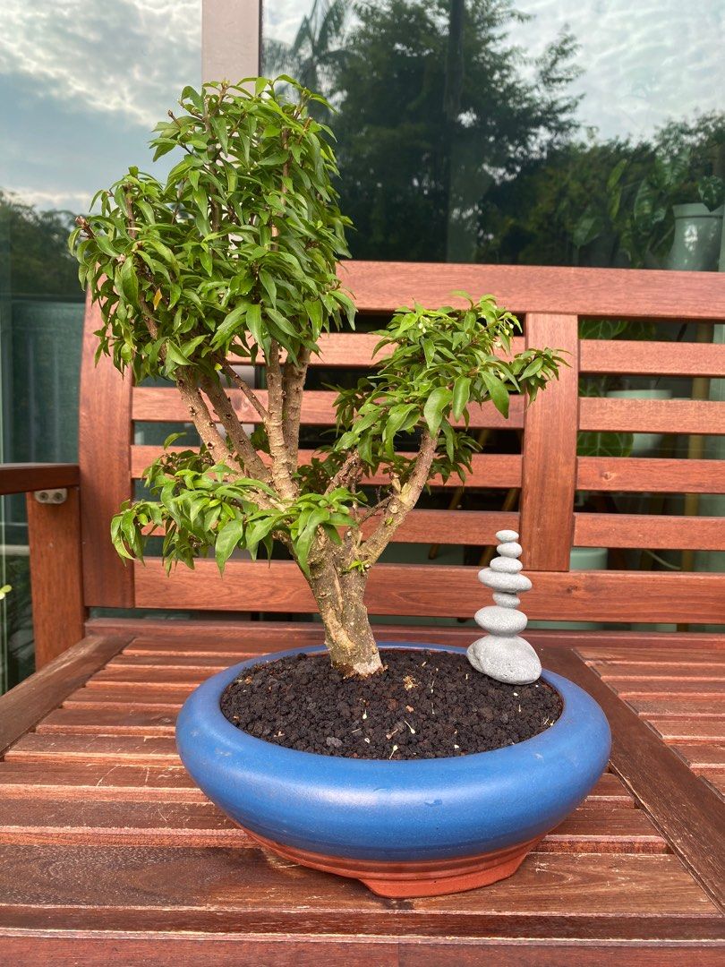 Shui mei shuimei bonsai Wrightia Religiosa small leaves water jasmine ...