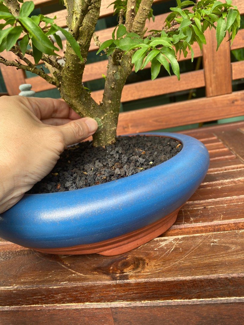 Shui mei shuimei bonsai Wrightia Religiosa small leaves water jasmine ...