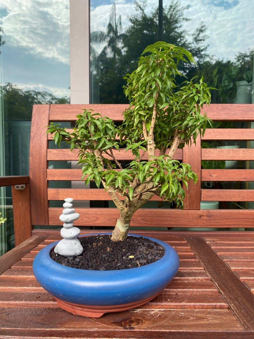 Shui mei shuimei bonsai Wrightia Religiosa small leaves water jasmine ...